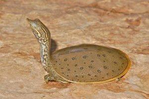 Decoding the Anatomy and Physiology of Turtles
