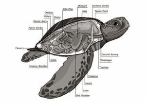 Decoding the Anatomy and Physiology of Turtles