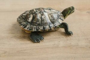 Red-Eared Slider Healthy Shell Vs Unhealthy Shell: Identification Guide