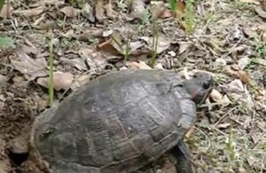 Red-Eared Slider Eggs: A Complete Beginners Guide