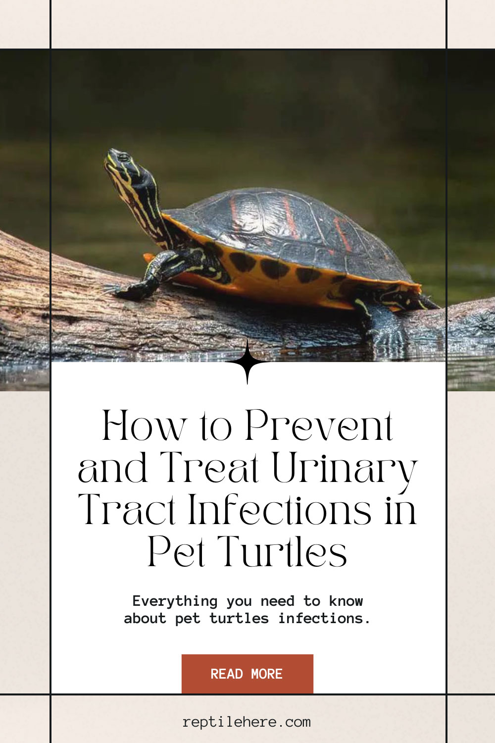 How to Prevent and Treat Urinary Tract Infections in Pet Turtles