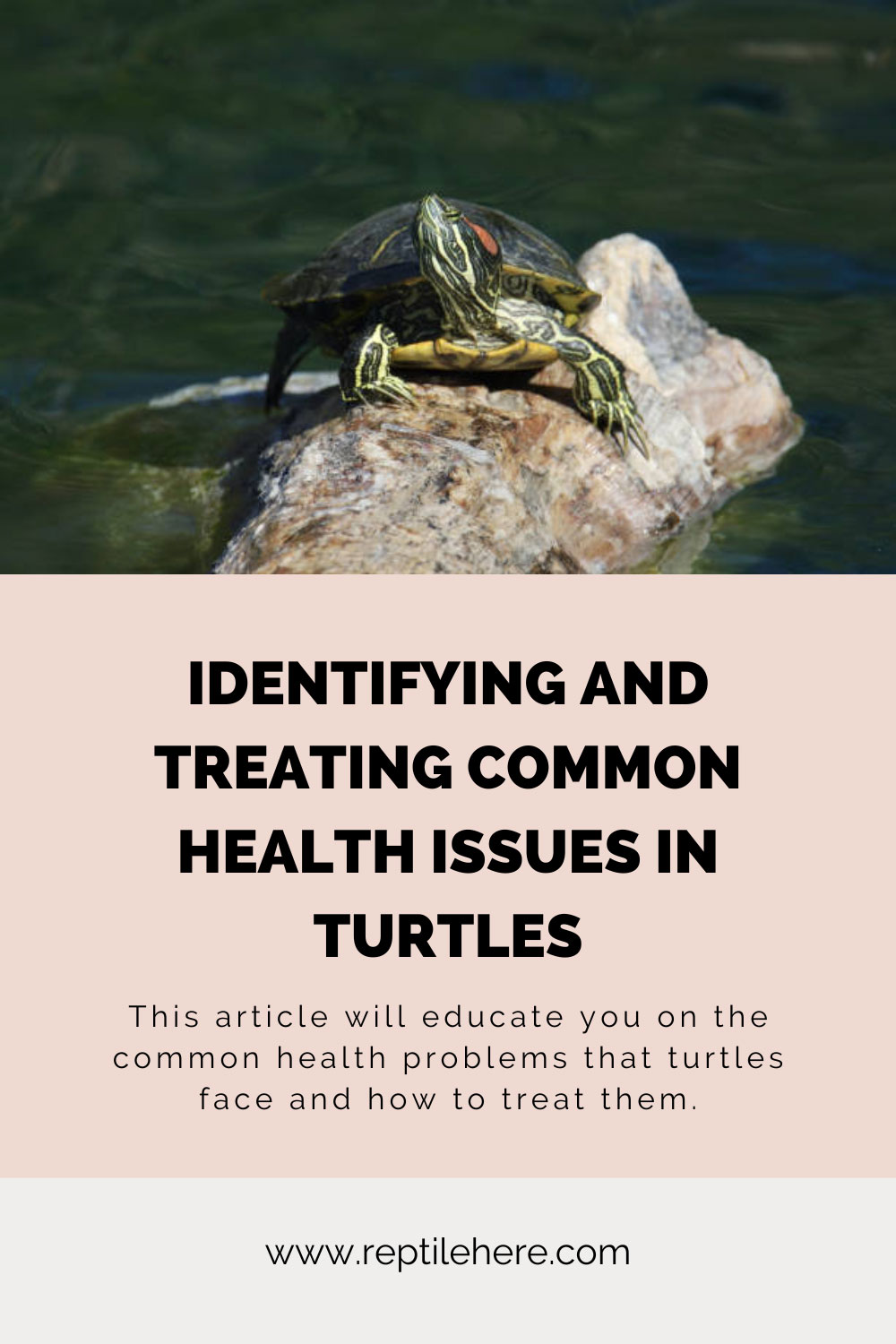 Identifying and Treating Common Health Issues in Turtles