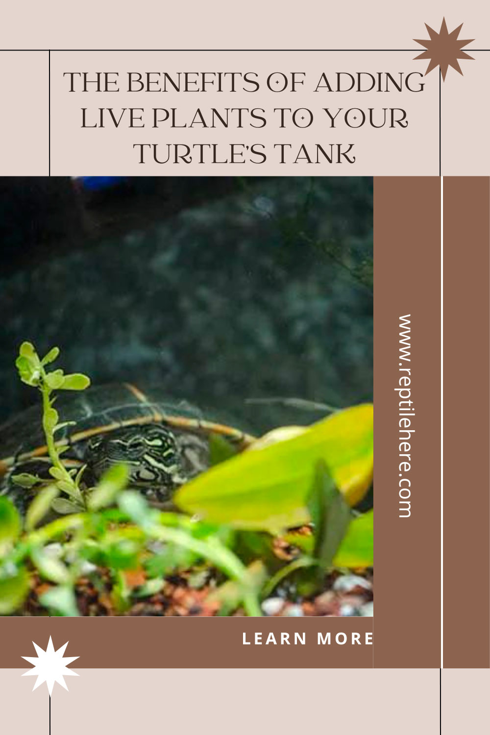 The Benefits of Adding Live Plants to Your Turtle's Tank