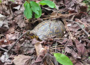 Box Turtle Eggs Care Guide: Things To Do And Not To Do