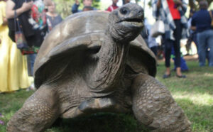 10 Oldest Living Tortoises In The World: Everything That You Need To Know