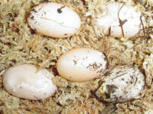 Box Turtle Laying Eggs In Yard: What To Do To Save Them?