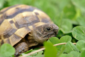 How Much Does A Tortoise Cost? A Complete Guide