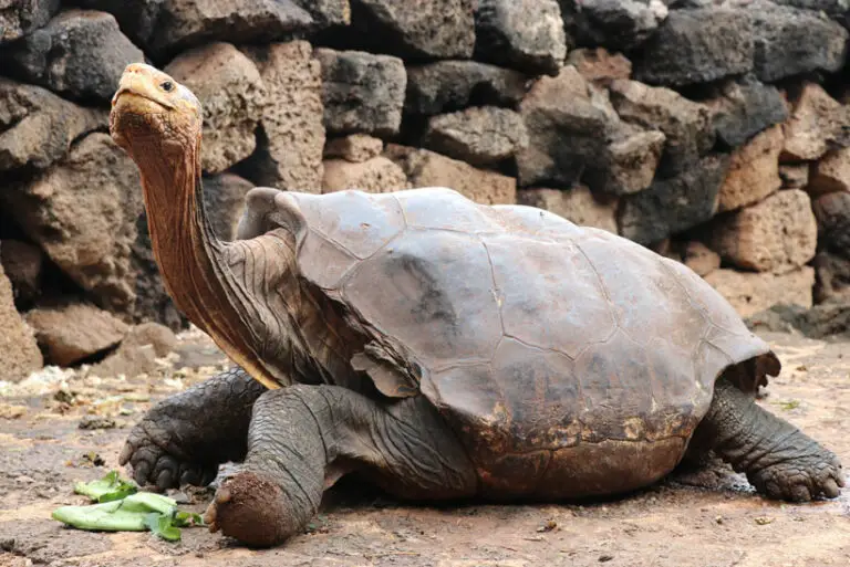 10 Oldest Living Tortoises In The World: Everything That You Need To Know