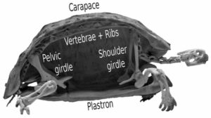 Anatomy of a Tortoise: Basic Ideas about a Tortoise’s Physical Structure