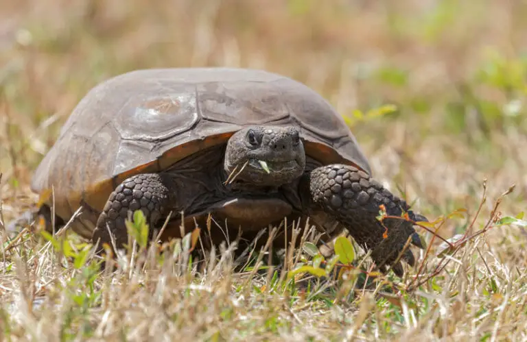 Let’s Discover The Types Of Tortoise Species In The United States!