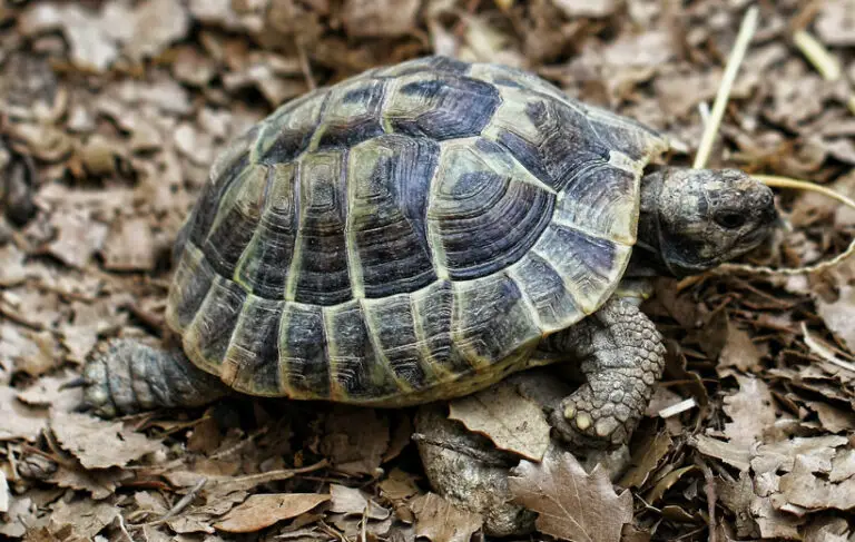 The Ultimate Guide To Various Types Of Tortoise Species In The UK!
