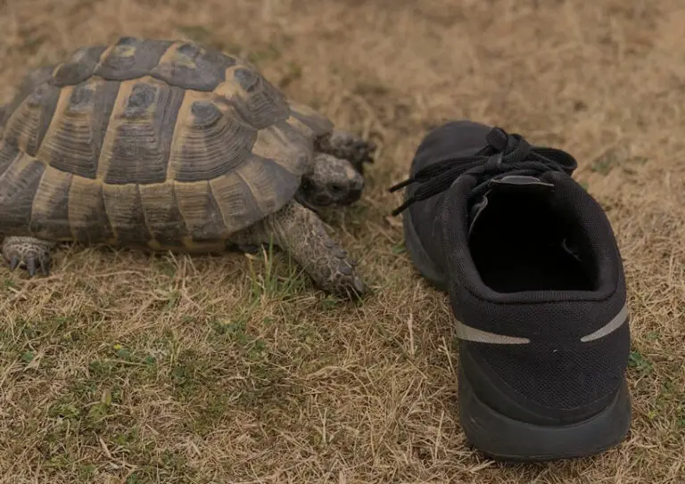 Why Do Tortoises Headbutt? - Read to Find Out