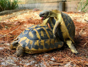 How Do Tortoise Mate? All Questions Answered!