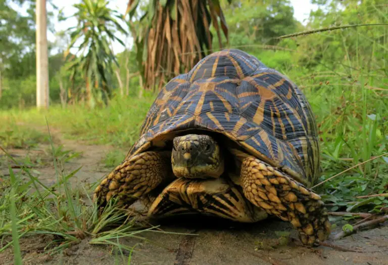 The Ultimate Guide To Various Types Of Tortoise Species In The UK!