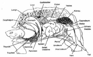 Anatomy of a Tortoise: Basic Ideas about a Tortoise’s Physical Structure