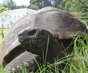 10 Oldest Living Tortoises In The World: Everything That You Need To Know