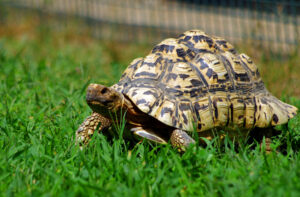 The Ultimate Guide To Various Types Of Tortoise Species In The UK!
