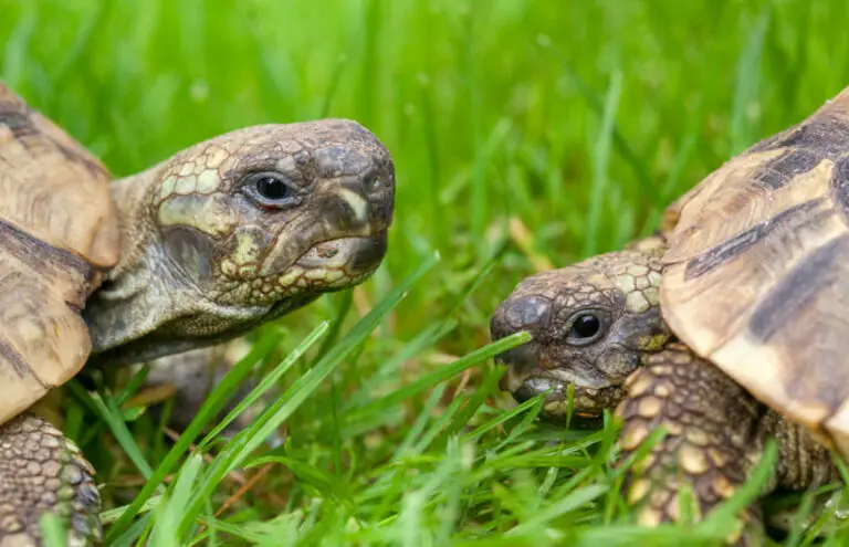 How To Take Care Of A Tortoise? A Complete Guide