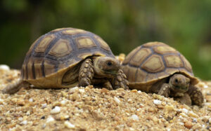 How To Tell How Old A Tortoise Is? Age-Proofing Your Tortoise