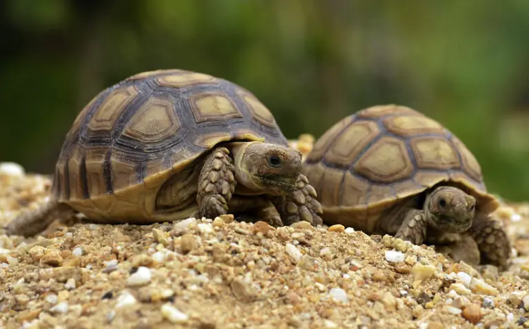 How To Tell How Old A Tortoise Is? Age-Proofing Your Tortoise