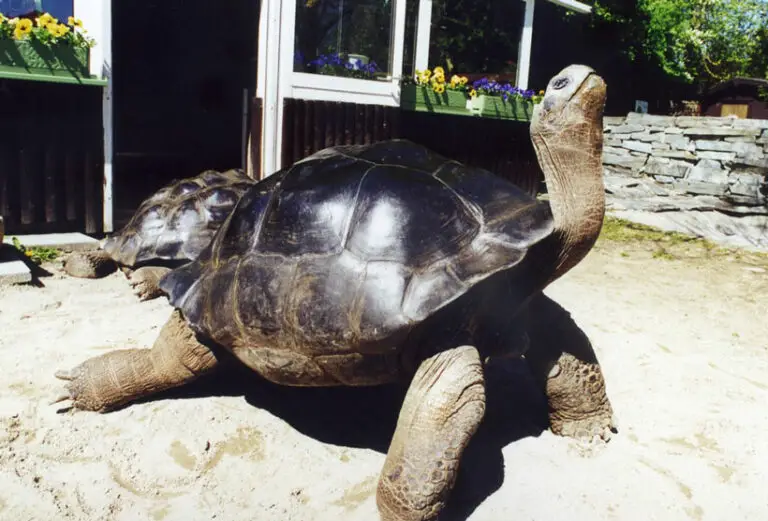 10 Oldest Living Tortoises In The World: Everything That You Need To Know
