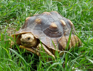 Tortoise Pyramiding: Causes, Early Signs, Prevention, Treatment