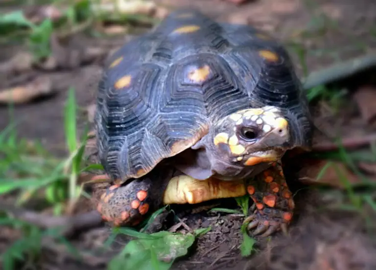 The Ultimate Guide To Various Types Of Tortoise Species In The UK!