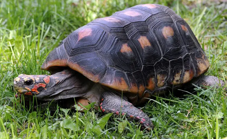 How Long Can a Tortoise Go Without Food?