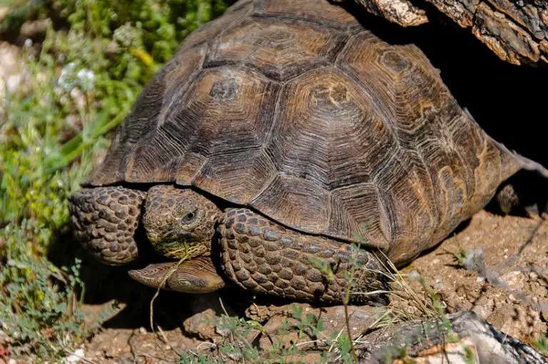 Let’s Discover The Types Of Tortoise Species In The United States!