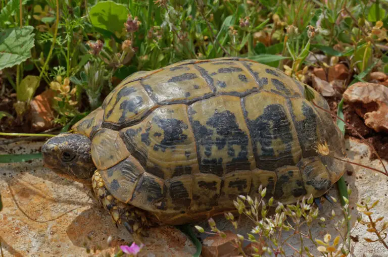 The Ultimate Guide To Various Types Of Tortoise Species In The UK!