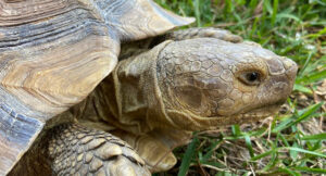 Anatomy of a Tortoise: Basic Ideas about a Tortoise’s Physical Structure