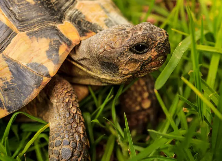 How To Take Care Of A Tortoise? A Complete Guide