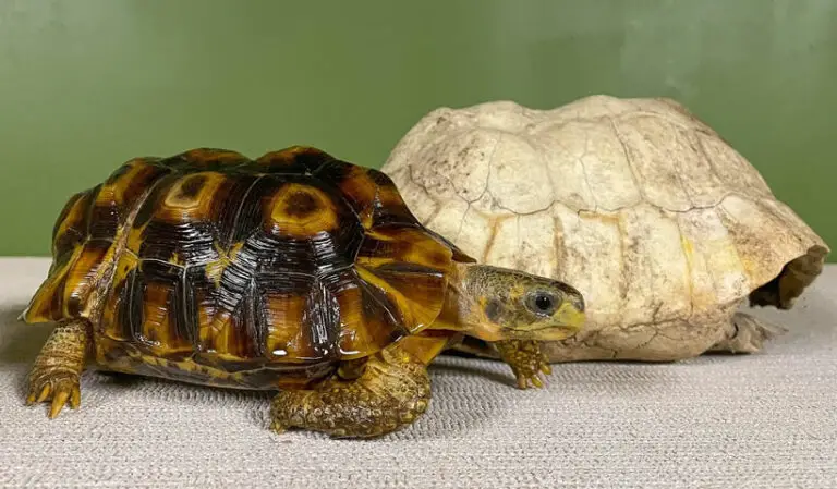 What Is A Tortoise Shell Made Of? The Composition Behind This Wonder