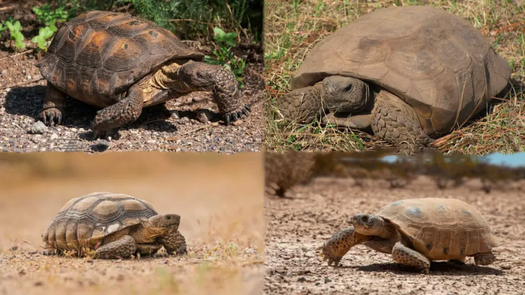 Let’s Discover The Types Of Tortoise Species In The United States!
