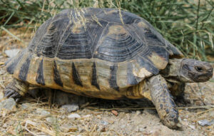 Where Do Tortoises Live In The Wild? Everything You Should Know