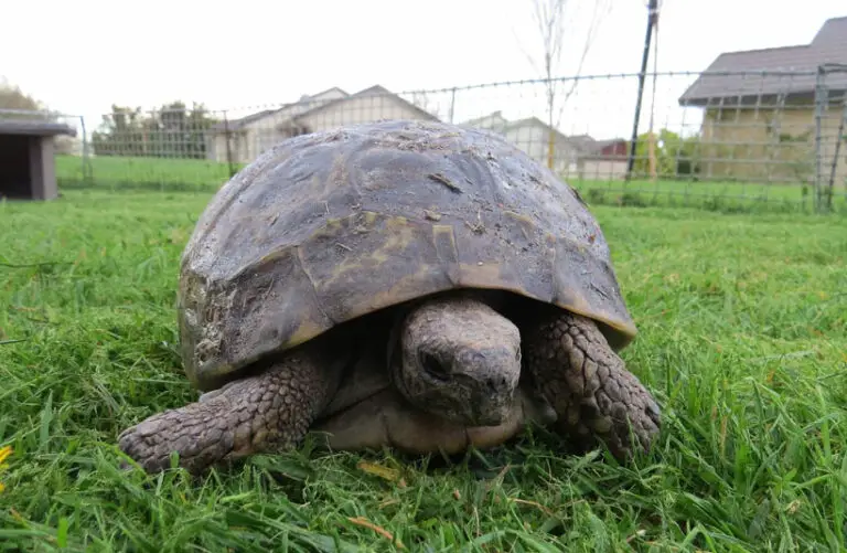 10 Oldest Living Tortoises In The World: Everything That You Need To Know