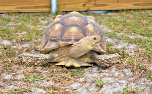 Tortoise Pyramiding: Causes, Early Signs, Prevention, Treatment