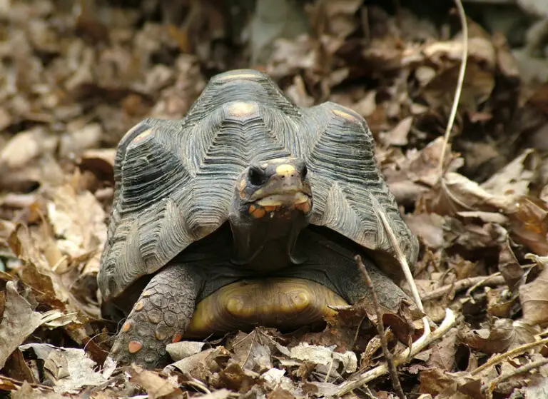 Tortoise Pyramiding: Causes, Early Signs, Prevention, Treatment