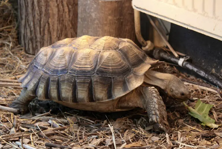 What Is A Tortoise Shell Made Of? The Composition Behind This Wonder