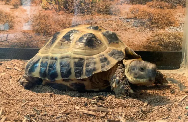 Tortoise Pyramiding: Causes, Early Signs, Prevention, Treatment