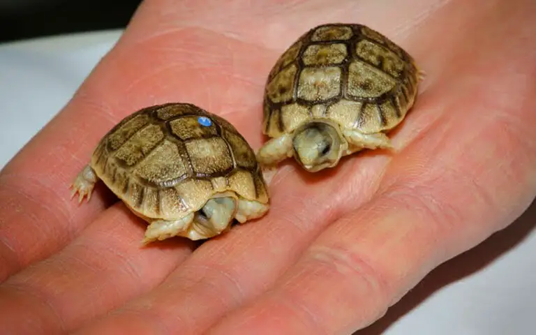 7 Smallest Tortoise Breeds That Stay Small