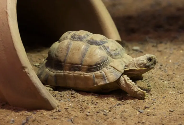7 Smallest Tortoise Breeds That Stay Small