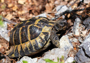 7 Smallest Tortoise Breeds That Stay Small