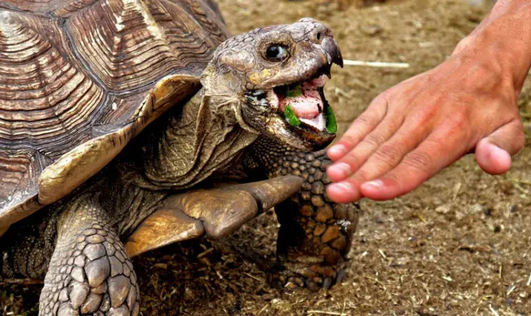 Tortoise Bite 101: Do They Bite? Is It Dangerous?
