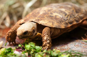 7 Smallest Tortoise Breeds That Stay Small