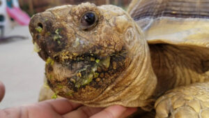 Tortoise Mouth Rot: Causes, Symptoms, Prevention, Treatment