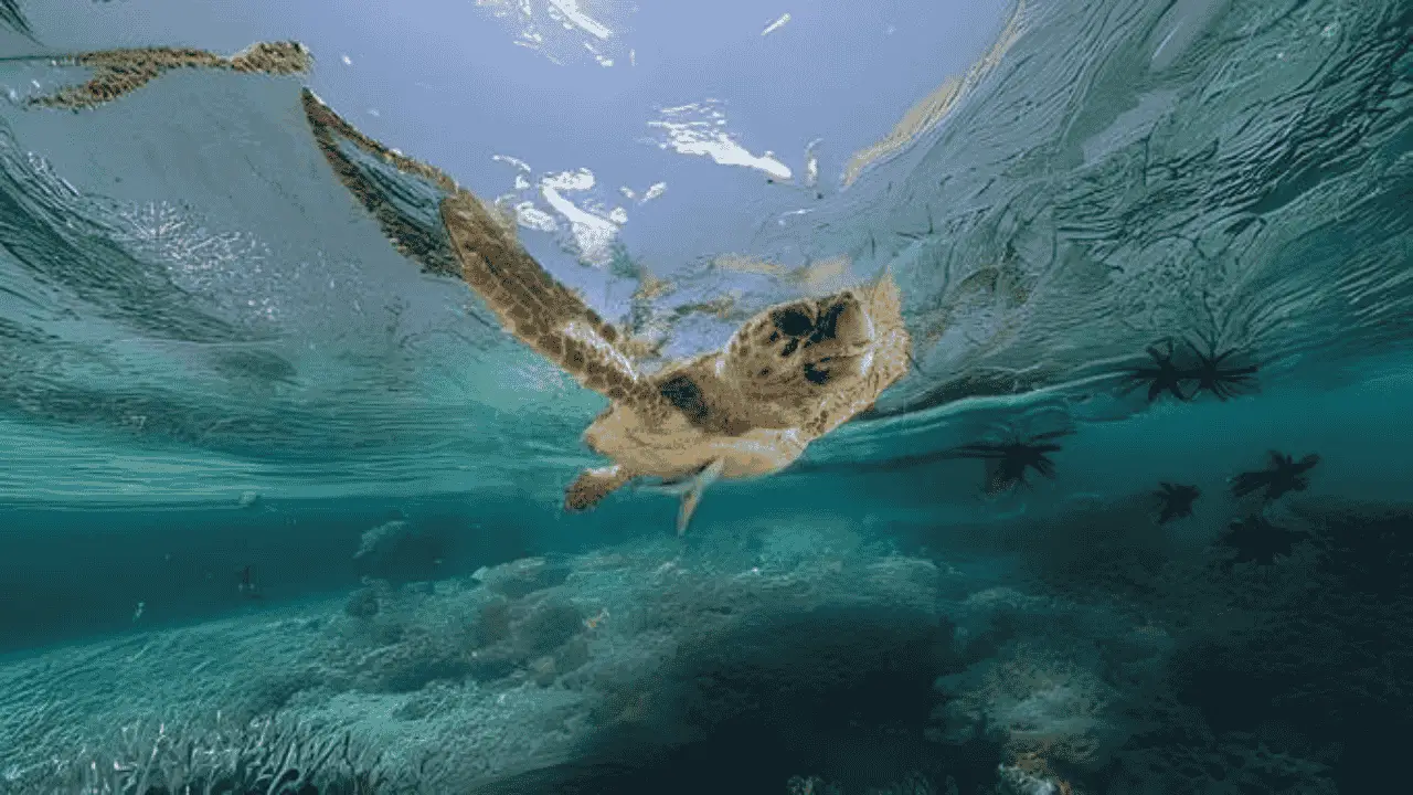 7 Fascinating Turtles of Australia: Ancient Survivors