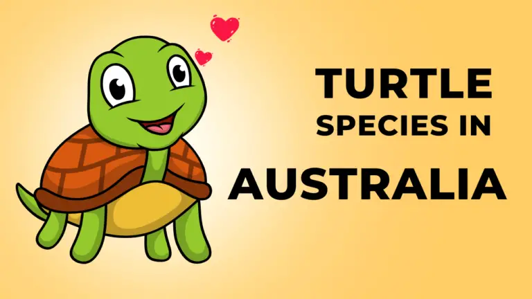 7 Fascinating Turtles of Australia: Ancient Survivors