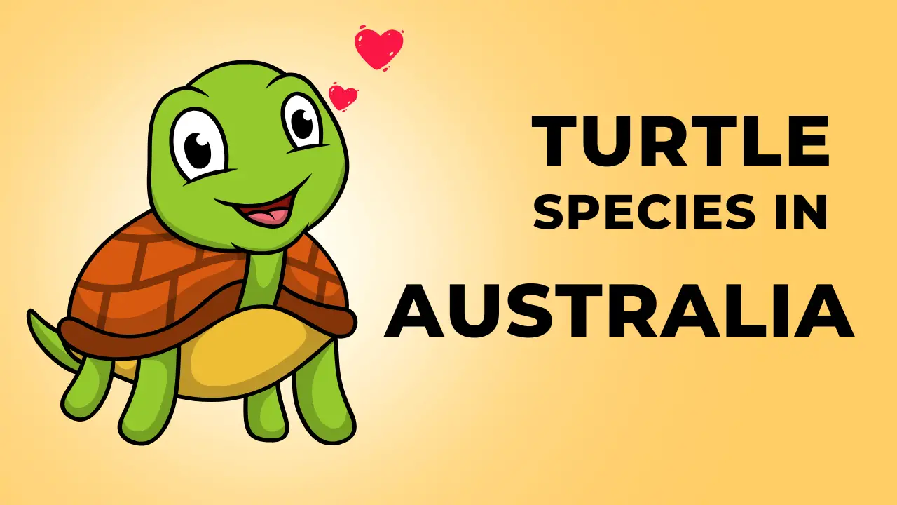 7 Fascinating Turtles of Australia: Ancient Survivors
